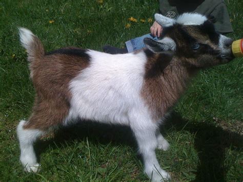 The Amazing Mini Alpine Goats Hubpages