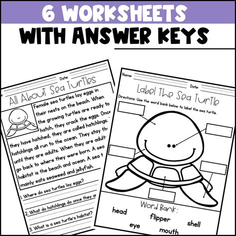 Turtle Life Cycle Worksheet