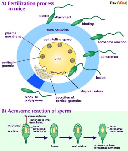 Reproduction Gametes And Early Pregnancy Flashcards Quizlet