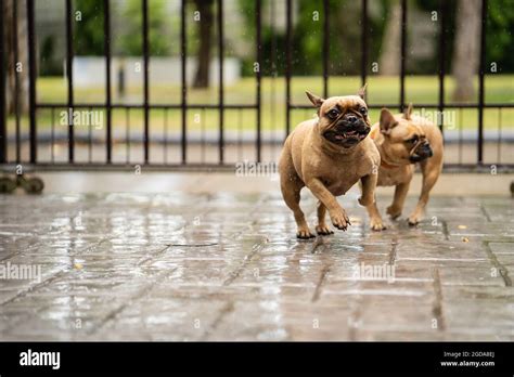 Two Dogs Cheerfully Playing On The Wet Floor With A Blurred Background
