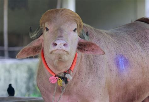 Rare Albino Buffalo Nicknamed ‘donald Trump Saved From Eid Sacrifice