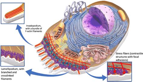 Tumor Cell Components And Cellular Protrusions During Migration Cells