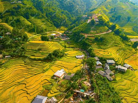 Imagem Aérea De Terraços De Arroz No Vale De Muong Hoa Província De