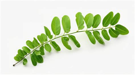 Premium Photo Illustration Of Phyllanthus Niruri Leaves On A White
