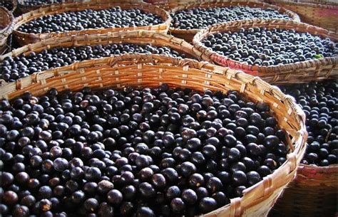 Acai Berry Juice Scam Detector