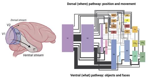 66 Extrastriate Cortex Social Sci Libretexts