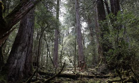 朱亞君》「回家」人在山裡的渺小 蕃新聞