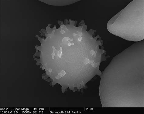 Human Blood Cells Human Blood Cells Monoocyte Red Blood C Flickr