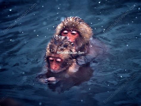 Snow Monkeys Film Studio Japan