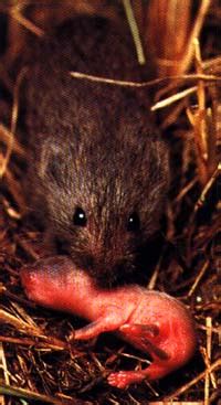 Prairie Vole Montane Vole