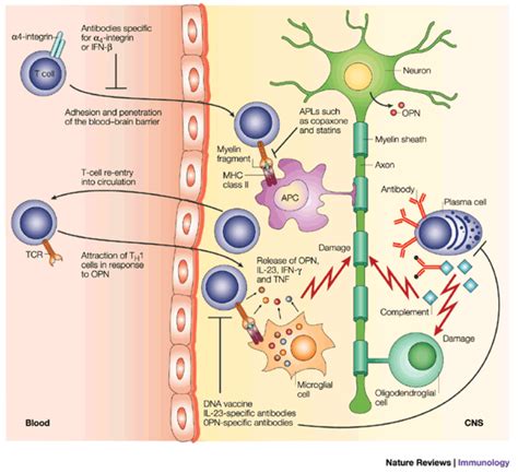 What Can Multiple Sclerosis Lead To At Lucy Darrell Blog