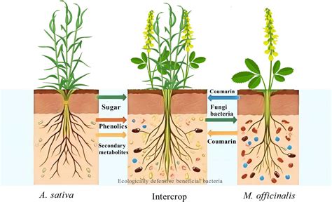 Frontiers Intercropping Reshapes Soil Stress Resistance And Growth