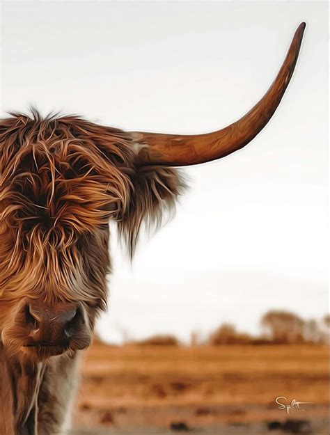 Pin By Jill White On Obsessed With Highland Cows Fluffy Cows Cute