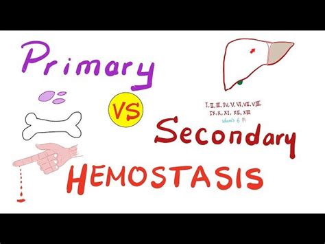 Free Video Primary Vs Secondary Hemostasis From Medicosis Perfectionalis Class Central