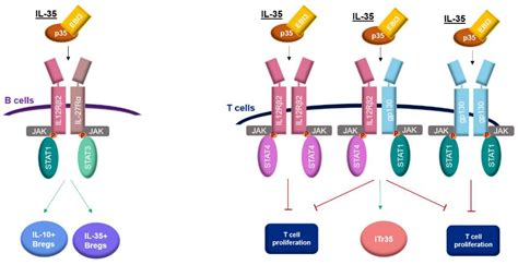 Current Insight Into The Role Of Il 35 And Its Potential Involvement In
