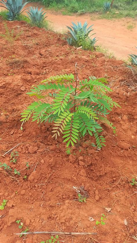 Daymaeuu Victor Mutunga