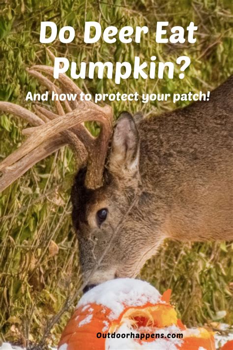 Do Deer Eat Pumpkins And How To Protect Your Plants Deer Gardener