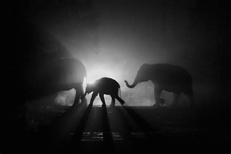 Elephants In The Anthropocene The Island