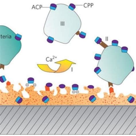Diagrammatical Demonstration Of How Acp Cpp Prevent The Oral Biofilm
