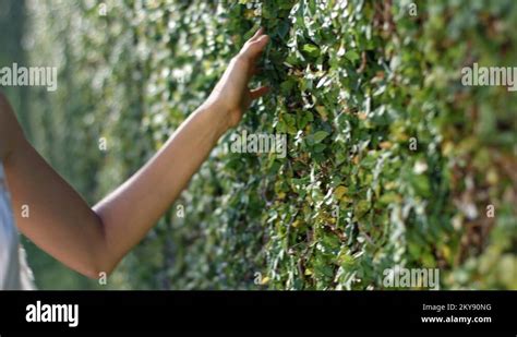 Grass Hedge Stock Videos And Footage Hd And 4k Video Clips Alamy