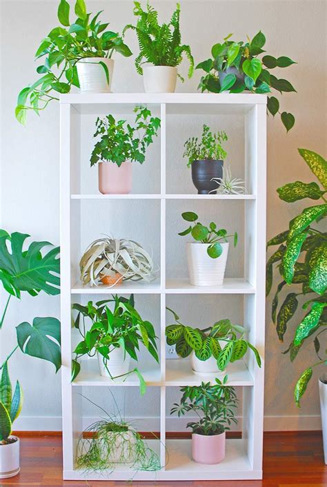 Plant Wall Ideas With Shelves