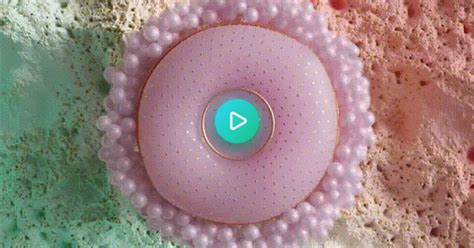 If Your Plumbus Looks Like This For More Than 8 Hrs Please Consult A