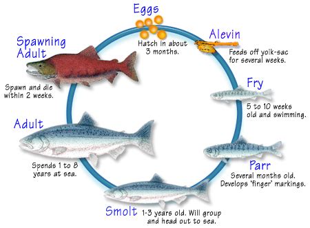 How Do Marine Organisms In The Salish Sea Adapt To Their Environment