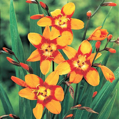 Crocosmia Emily Mckenzie Sáfrányfű Hortenzia Garden Kert