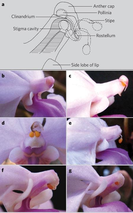 The Bizarre Sex Life Of An Orchid Live Science
