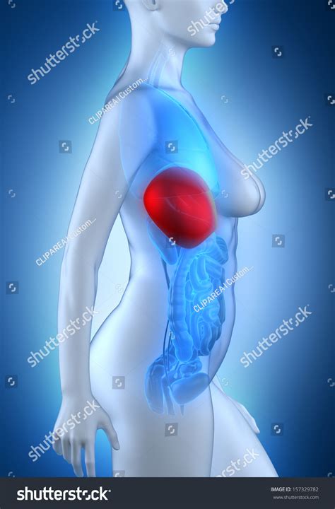 Liver Location In Women