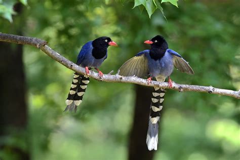 Common Animals In Taiwan At Antonio Baker Blog