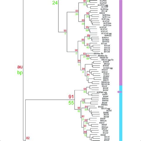 Cluster Dendrogram With P Values Purple T Westblue T