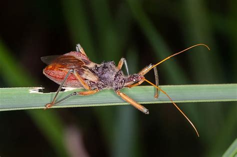 “kissing Bug” Disease Spreading In Us Cdc Report Suggests