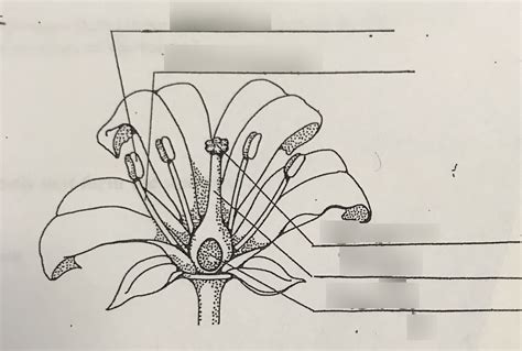 Flower Diagram Diagram Quizlet