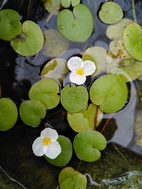 Biological Control Of European Frogbit In North America