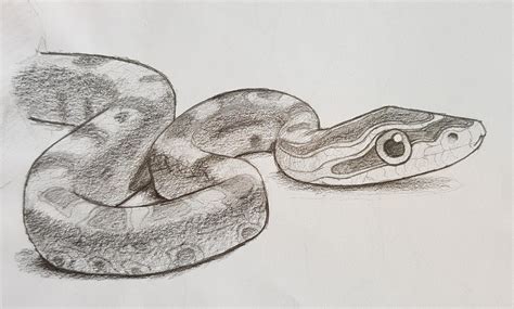 Cómo Dibujar Una Serpiente Con Un Lápiz Instrucciones Fáciles Paso A