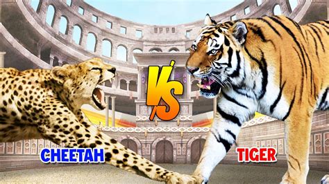 Tiger Vs Cheetah