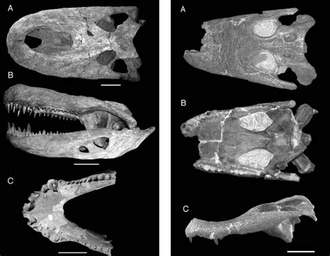 Purussaurus Skull