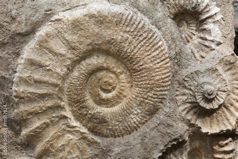 Poster Ammonites From The Cretaceous Period Found As Fossils