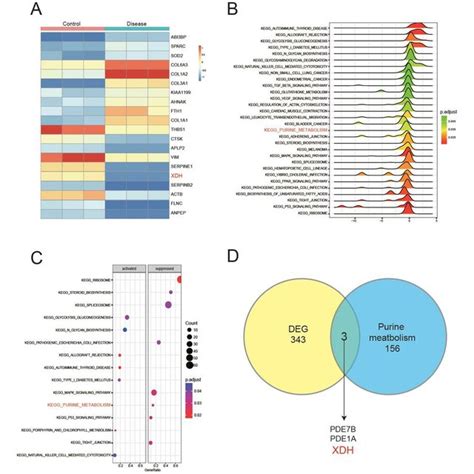 A The Heatmap Of The Differentially Expressed Genes The Top 10 Up And