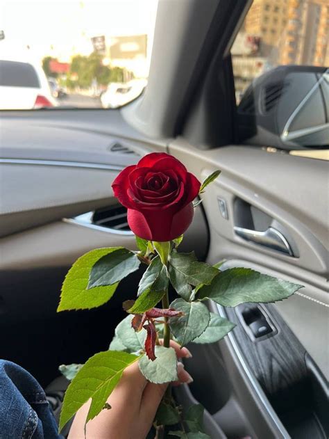 Beautiful Flowers 🌹 Rose Flower Photos Flower Aesthetic Flowers