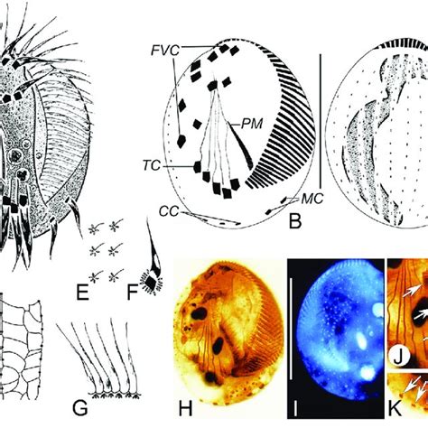 Morphology And Infraciliature Of Euplotes Shini N Sp From Life A