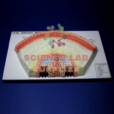 Model T S Dicot Root China Manufacturers Suppliers And Exporters In China