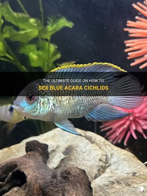 The Ultimate Guide On How To Sex Blue Acara Cichlids Petshun
