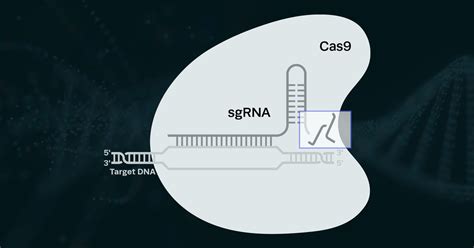 Crisproff A New Technique For Light Controlled Crispr Gene Editing