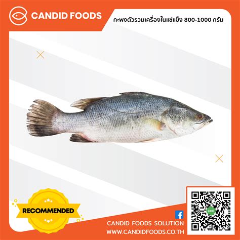Frozen Giant Sea Perch Candid Foods