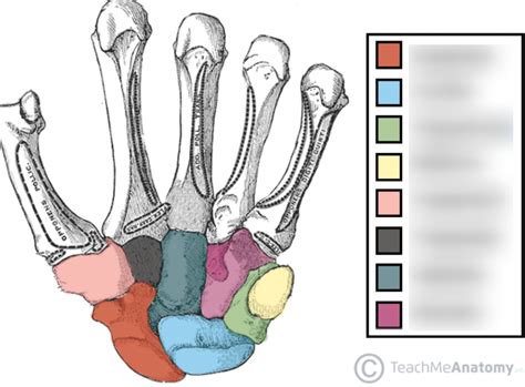 Anatomy Palm Of Hand Diagram Quizlet