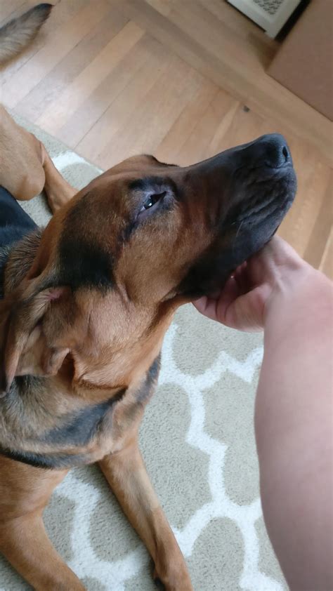 Obin Loves The Chin Scratches Scrolller