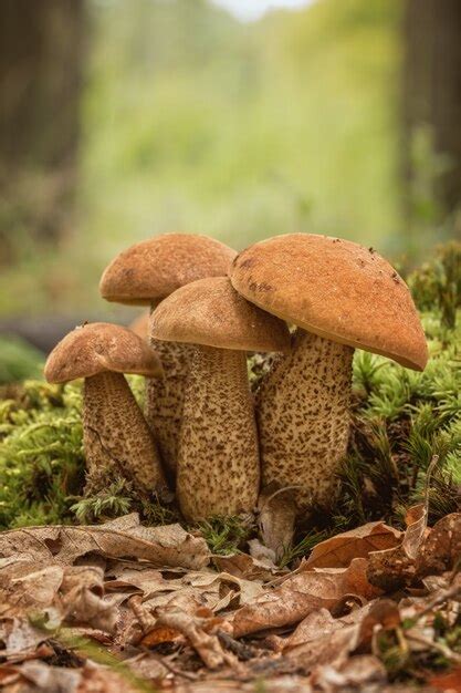 Premium Photo Three Edible Mushroom Species Red Capped