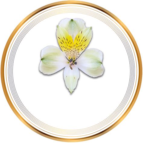 Alstroemerias Grupo Andes